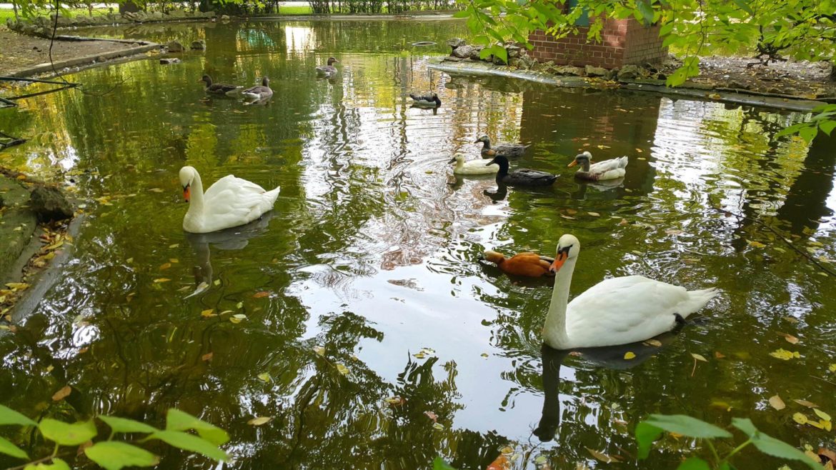 Zoološki vrt - Visit Subotica